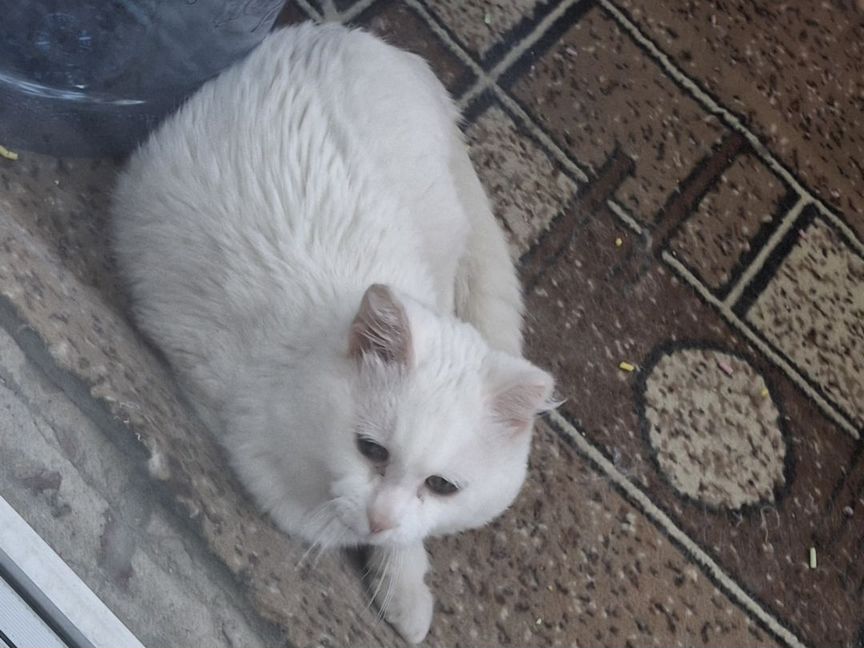 Кошка