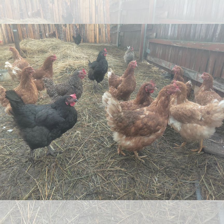 Курицы домашние