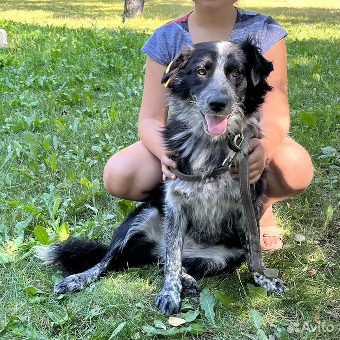 Помесь русского спаниеля