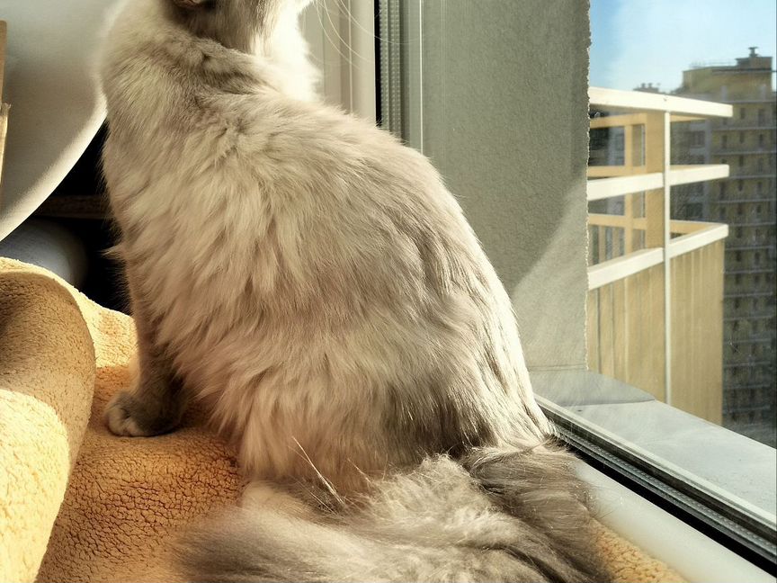 Кот невская маскарадная, вязка