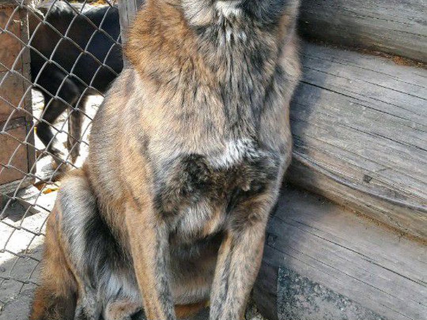 Мотька