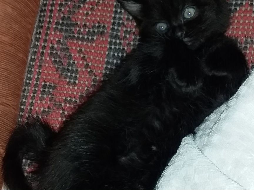 Котята в добрые руки бесплатно
