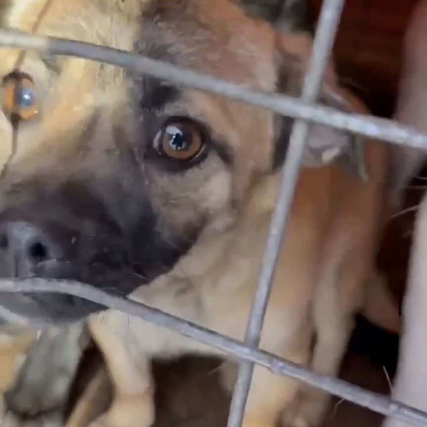 Взрослый пёс в добрые руки