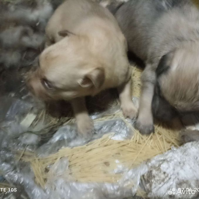 Щенки под охрану