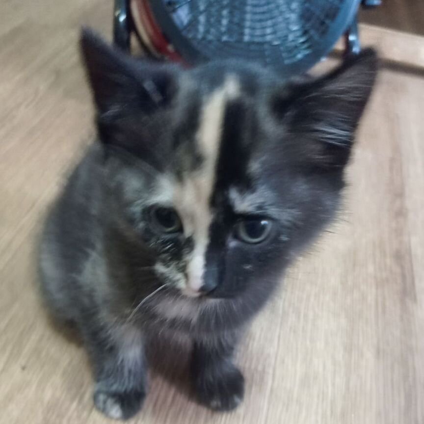 Сибирский котёнок