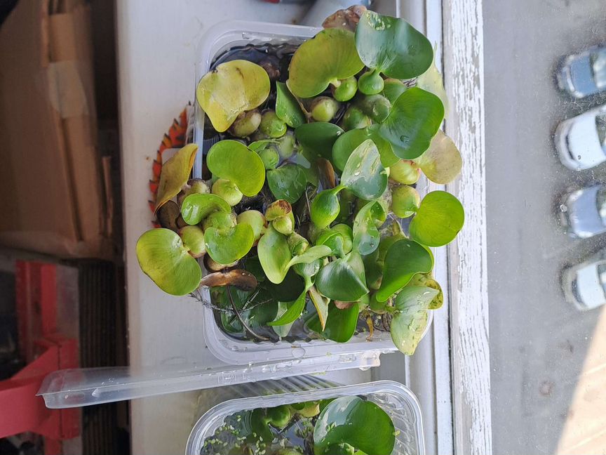 Эйхорния водный гиацинт