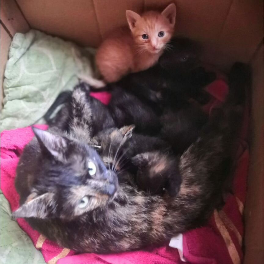 Котята в добрые руки бесплатно