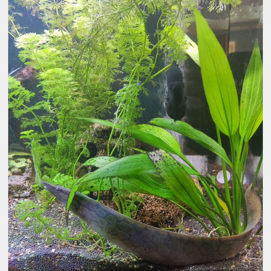 Чёрный нож. Мастацембел арматус.Скалярия Бархат Ч