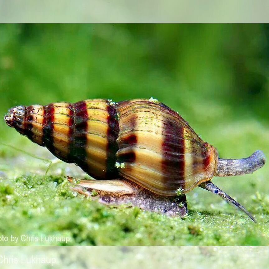 Улитки аквариумные хелена