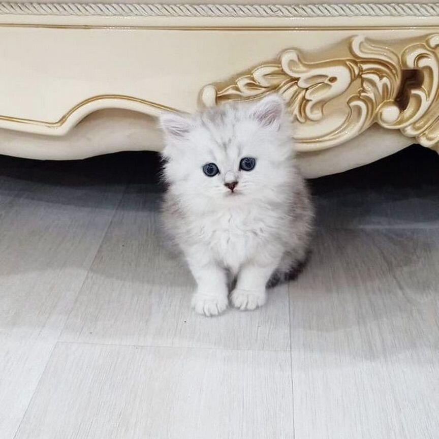 Серебристая шиншилла котята