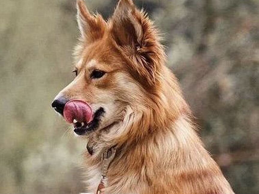 Собака бесплатно