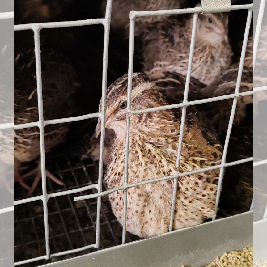 Перепела несушки