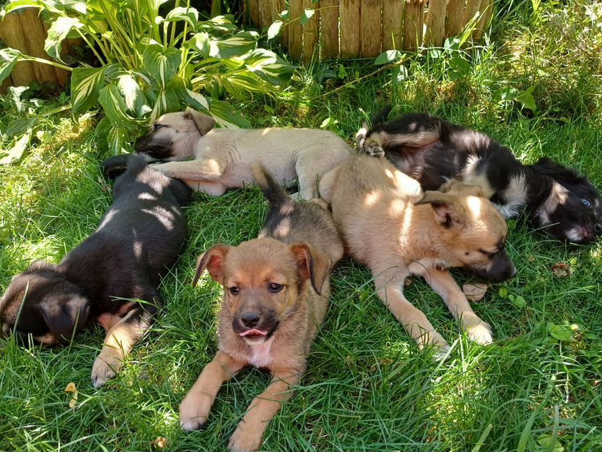 Отдаю щенков в добрые руки бесплатно