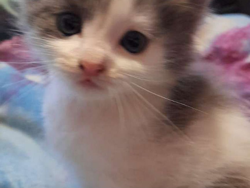 Кошка