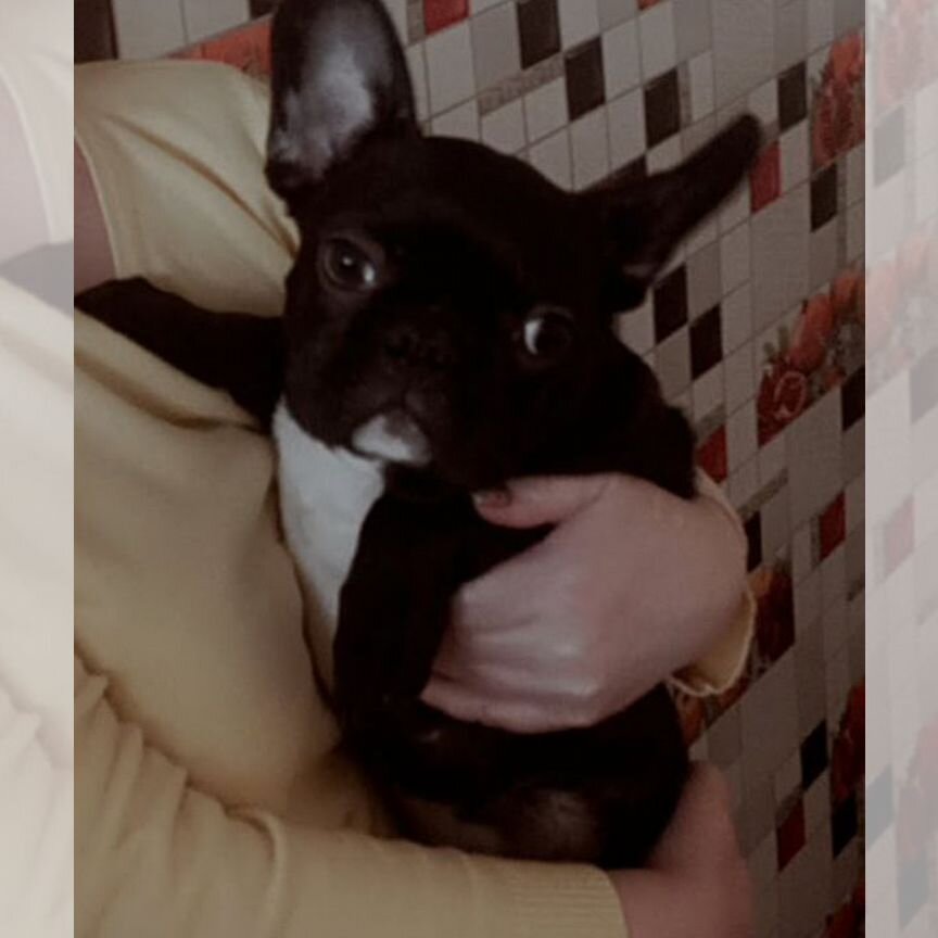 Французский бульдог, щенок