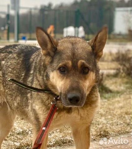 Собака Агата ищет хозяина и дом