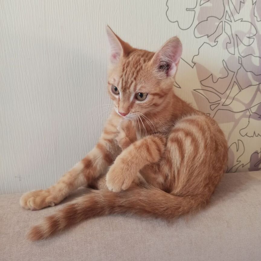 Котёнок в добрые руки