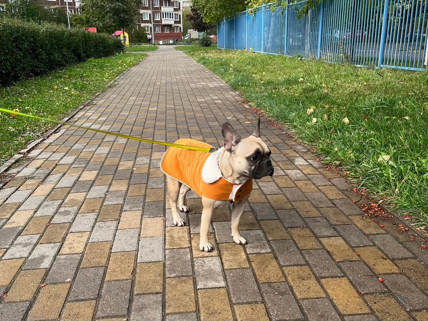 Попона/ накидка/ одежда для собак средних пород