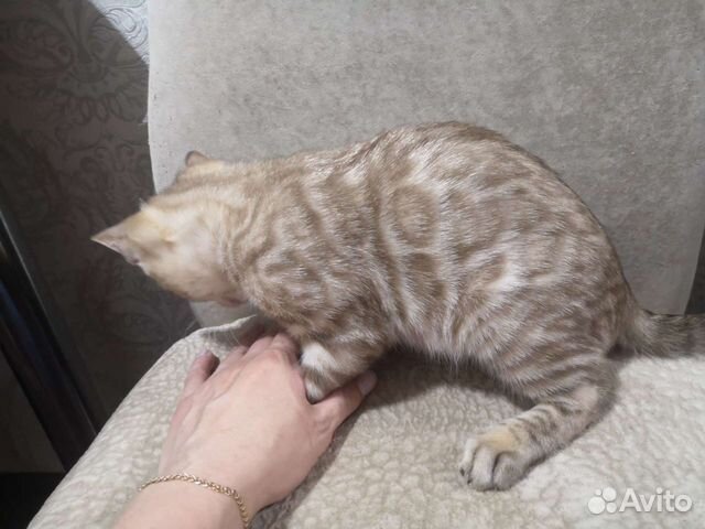Бенгальские котята