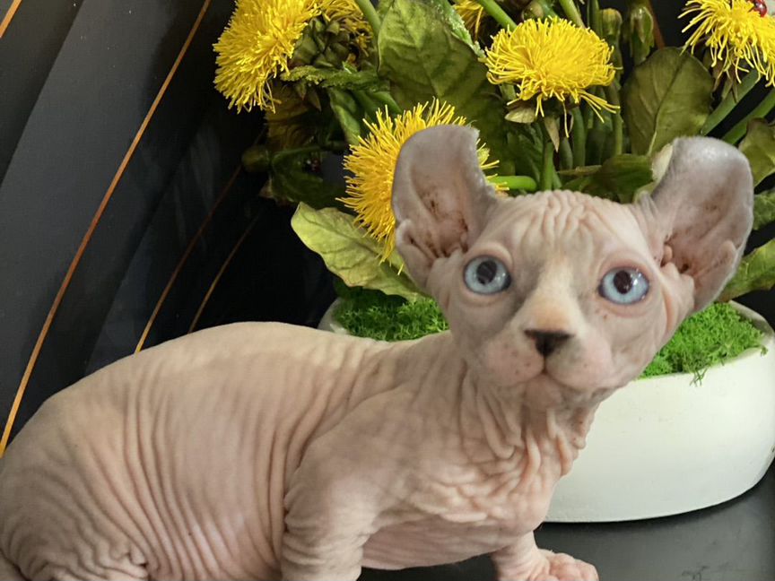 Сфинкс двельф стандарт котенок