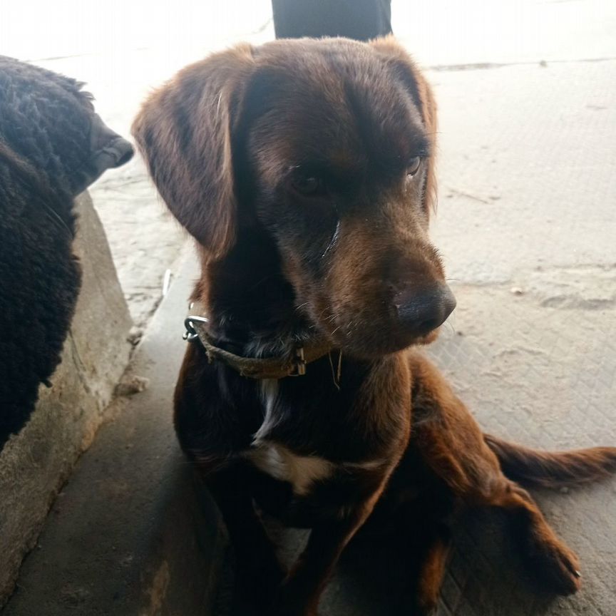 Отдам в добрые руки