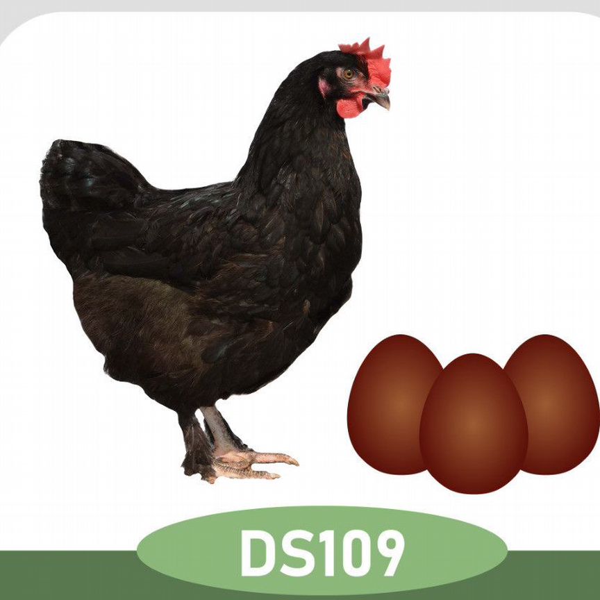 Несушки доминант от племенного хозяйства