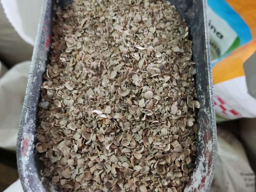 Морская ракушка оптом и розницу