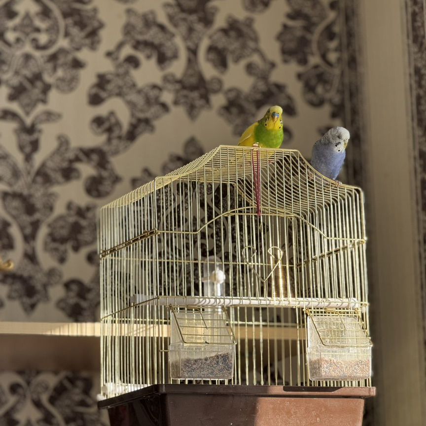 Волнистые попугайчики с клеткой, самец и самка