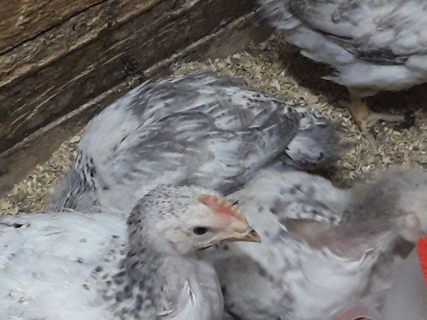 Мастер грей. Голошейка