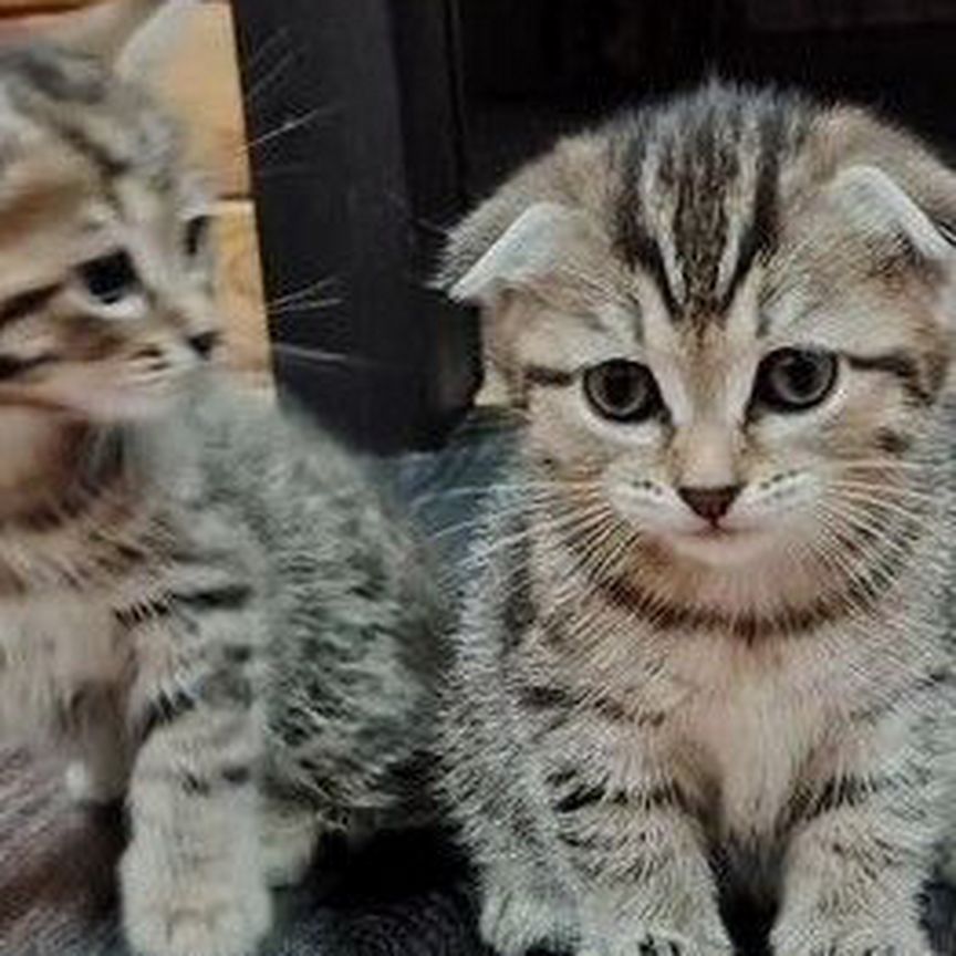 Шотландские котята
