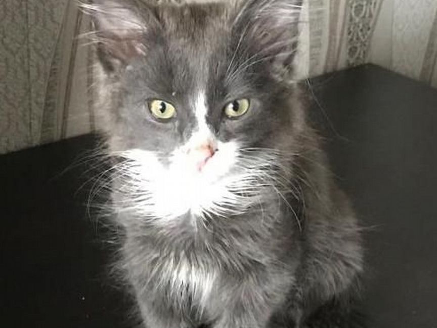 Котенок мальчик