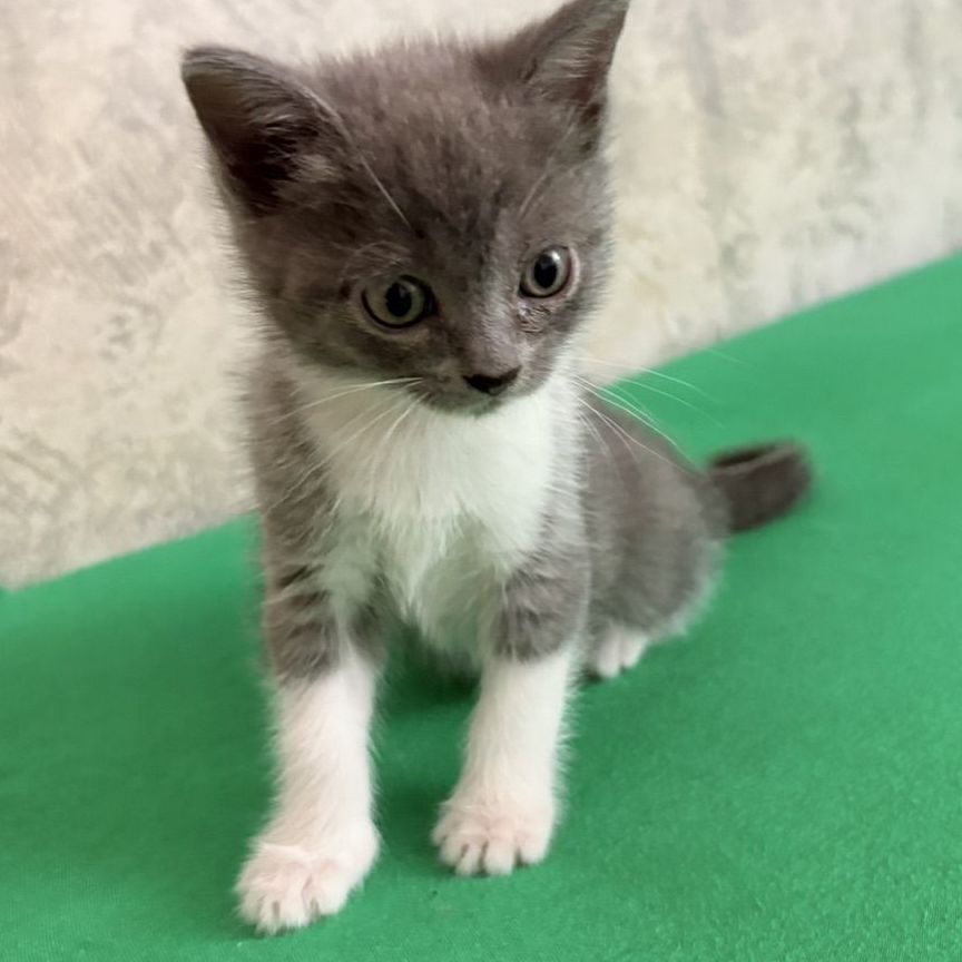 Русский голубой котёнок