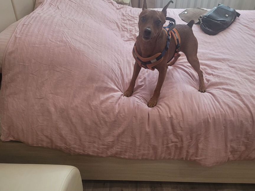 Собаки маленьких пород