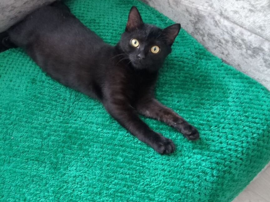 Чёрный котёнок