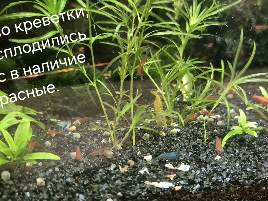 Бесплатно красные креветки 10-15 шт