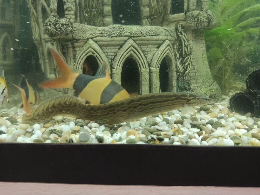 Макрогнатусы 2 шт