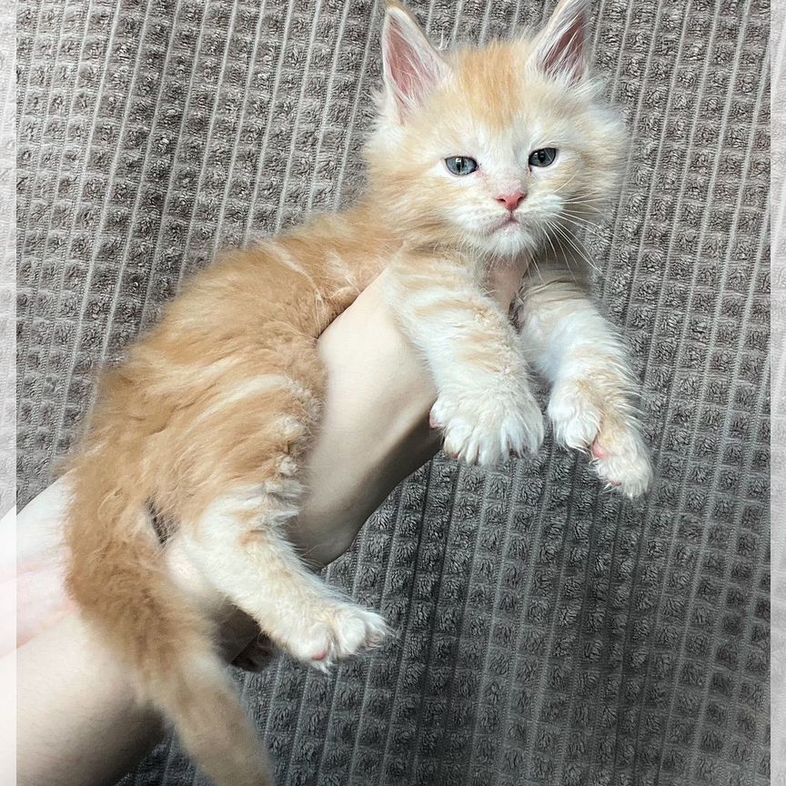 Мейн-кун котёнок