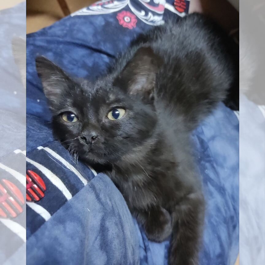 Кошки в добрые руки, Москва