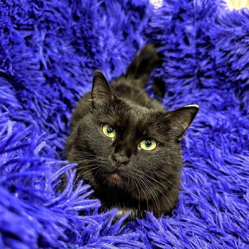Коты в добрые руки