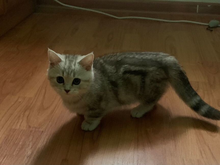 Манчкин котенок девочка