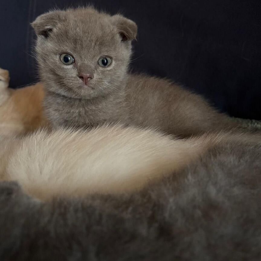Шотланский вислоухий котенок