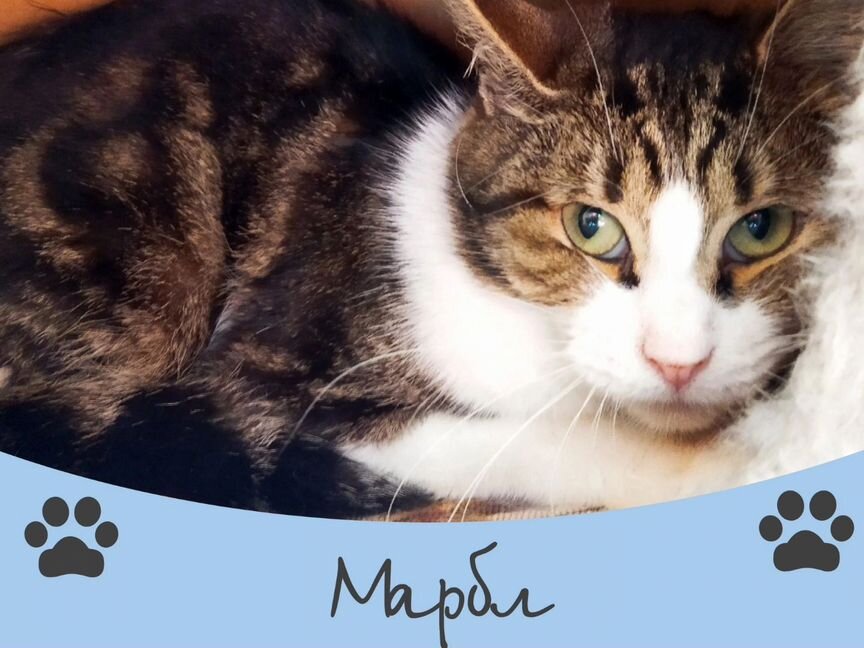 Кошка Марбл