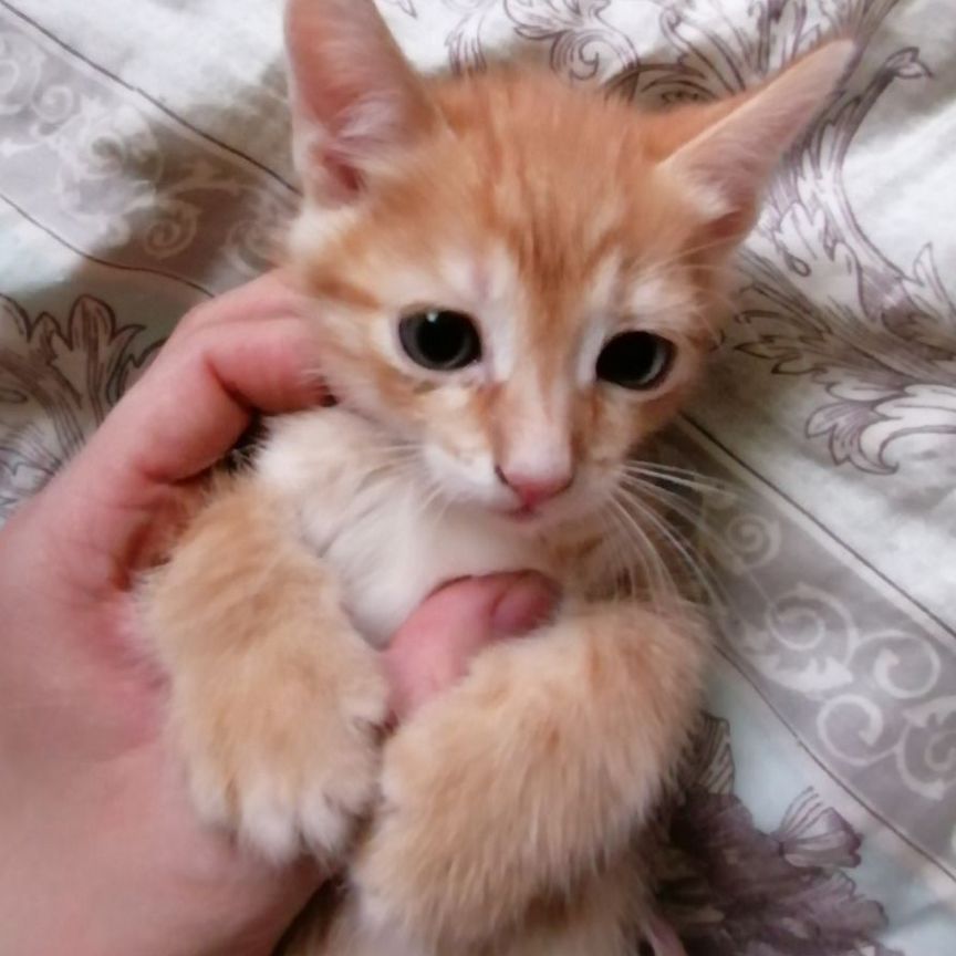Котята рыжие бесплатно