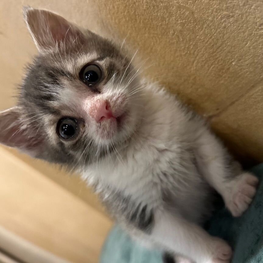 Котенок 1, 5 мес в любящие руки