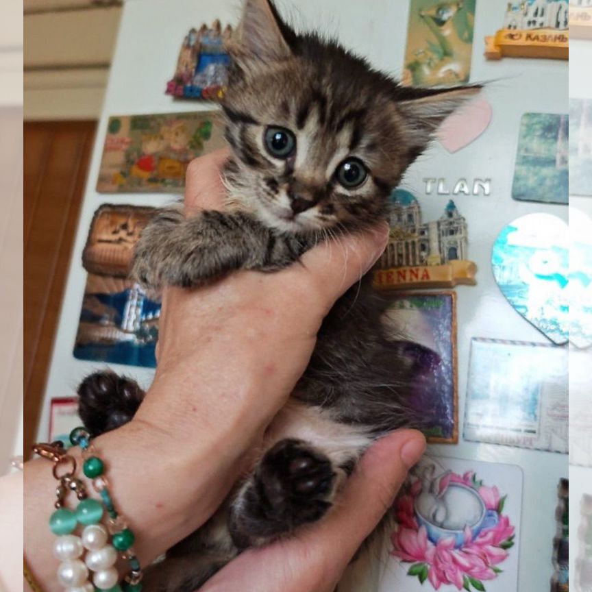 Котёнок в добрые руки