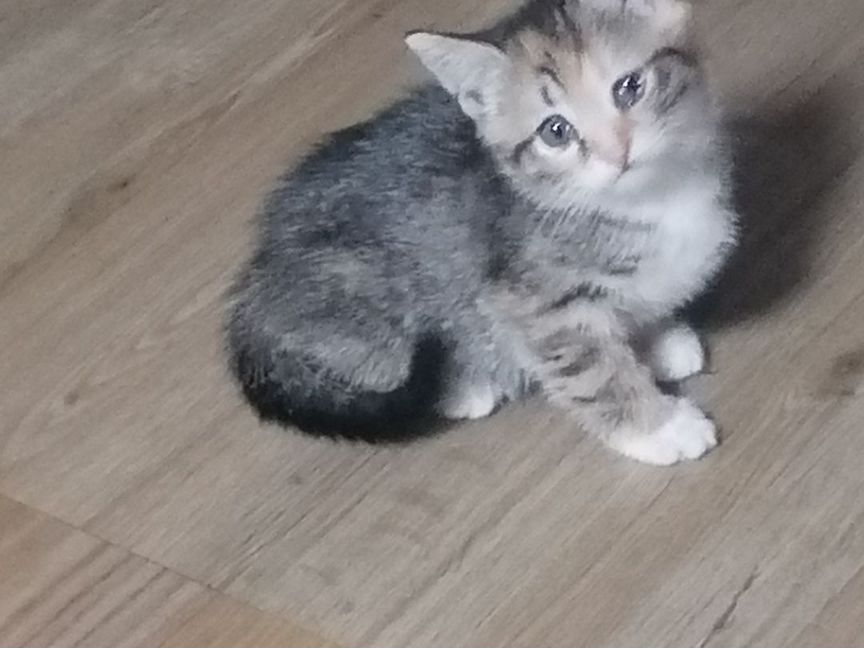 Кошечка