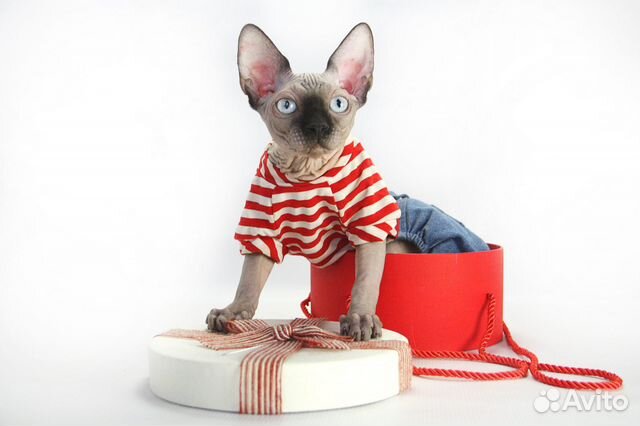 Живут на земле существа неземной красоты - сфинксы