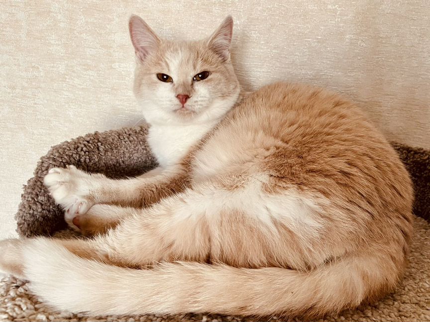 Котенок 4,5 месяца