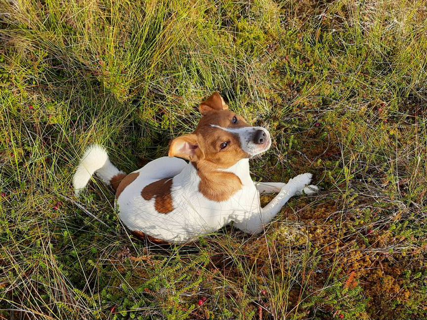 Пес из Маски хочет вязки