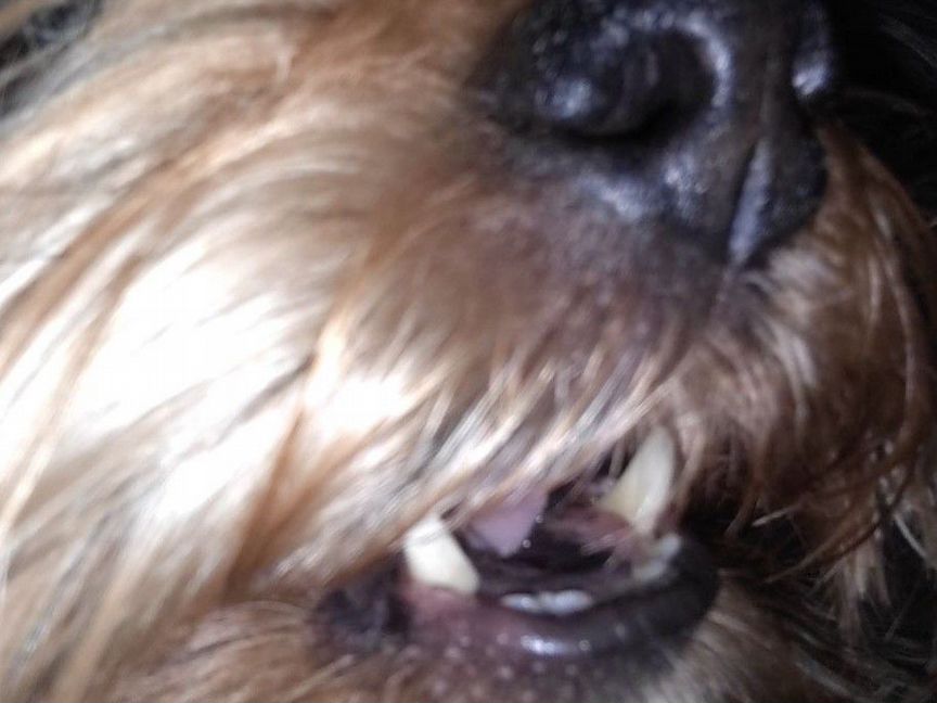 Щенок 2 месяца после вязки с той сукой